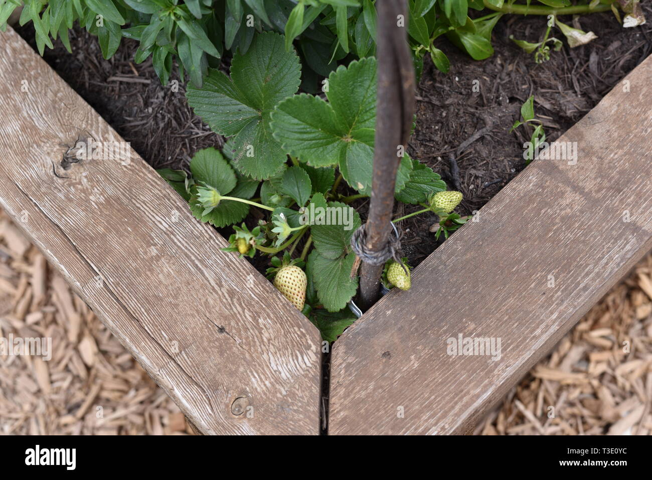 Strawberry bud seed hi-res stock photography and images - Alamy