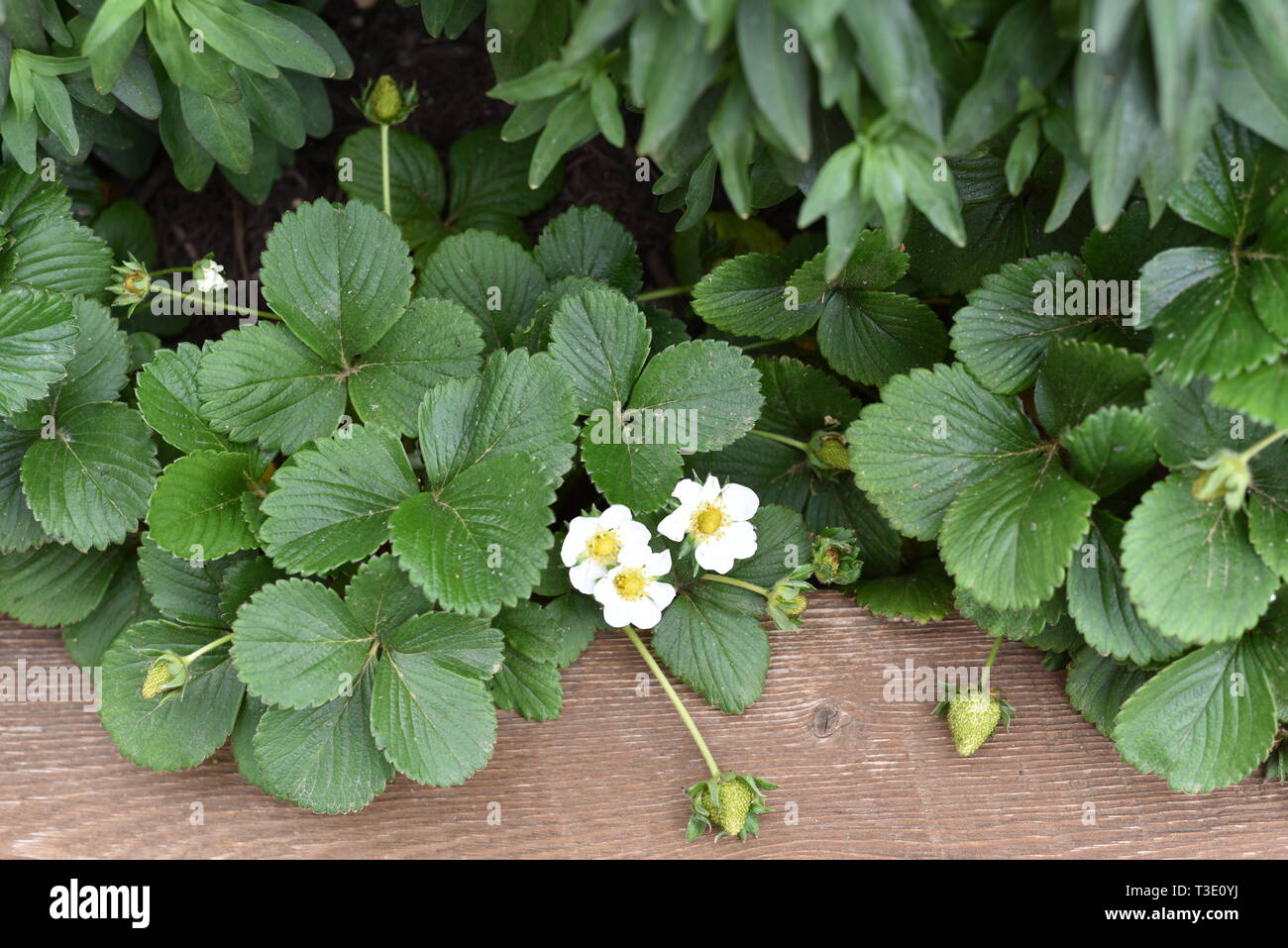 Strawberry bud seed hi-res stock photography and images - Alamy