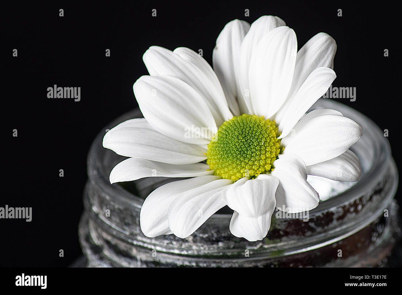 Single daisy image hi-res stock photography and images - Alamy