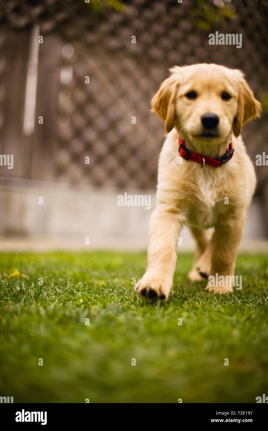 Walking image hi-res stock photography and images - Alamy