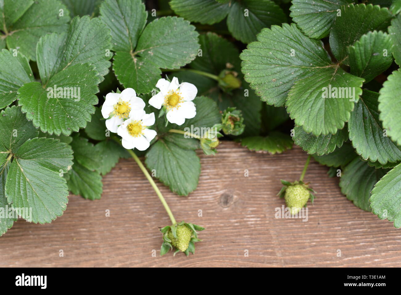 Strawberry bud seed hi-res stock photography and images - Alamy