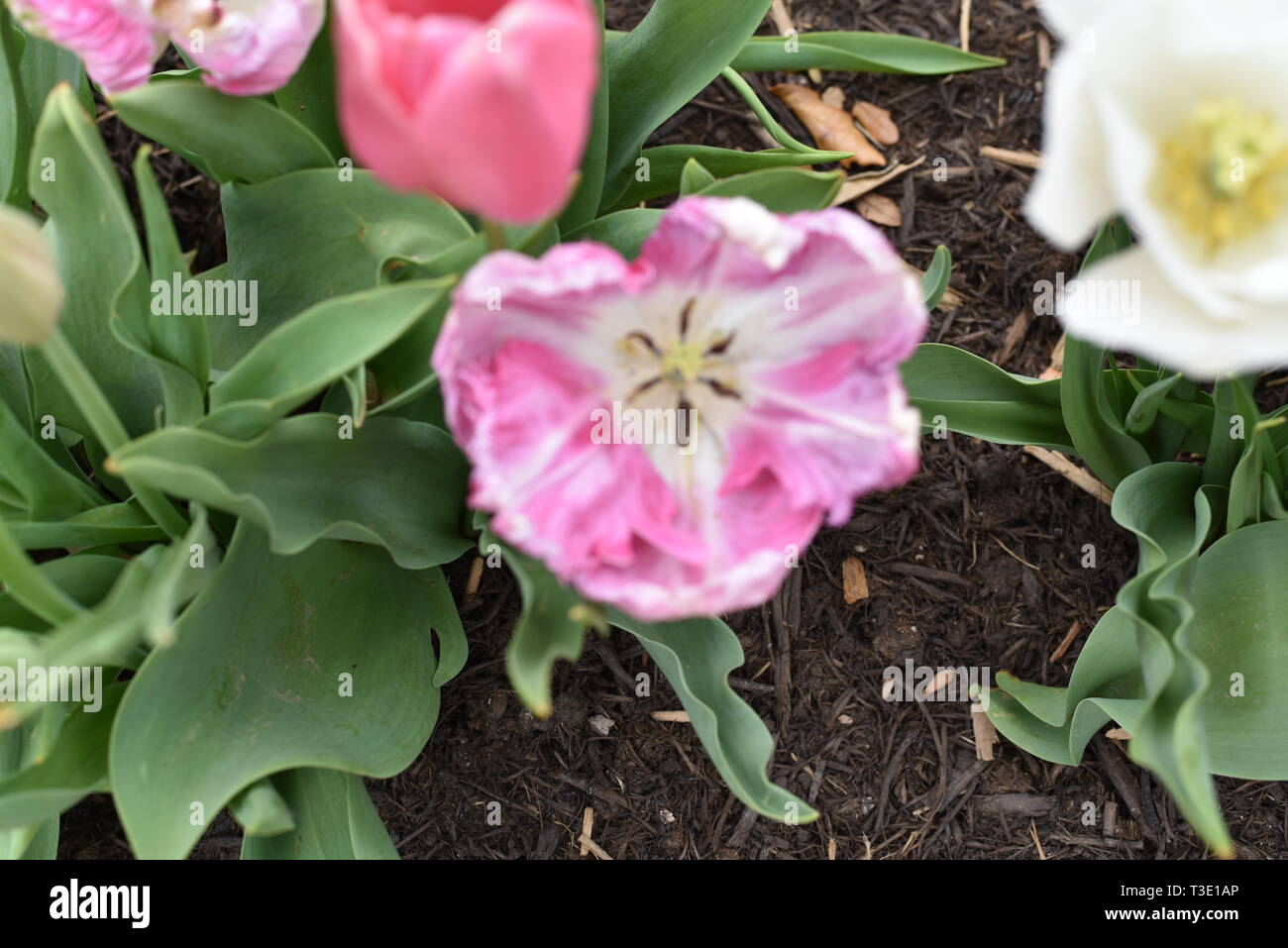 Tulip pistol hi-res stock photography and images - Alamy