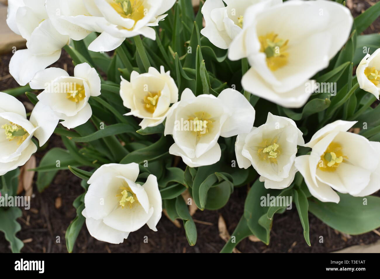 Ornamentalgardens hi-res stock photography and images - Alamy