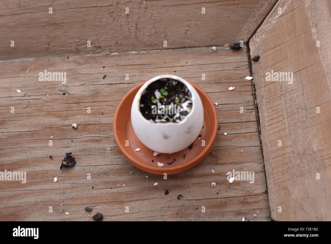 Pot and shell hi-res stock photography and images - Alamy