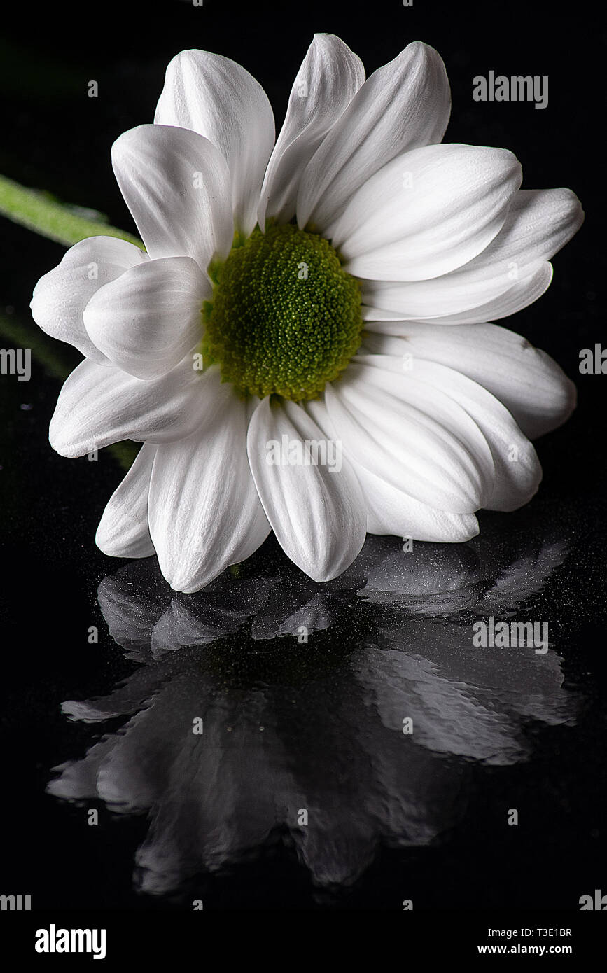Single daisy image hi-res stock photography and images - Alamy