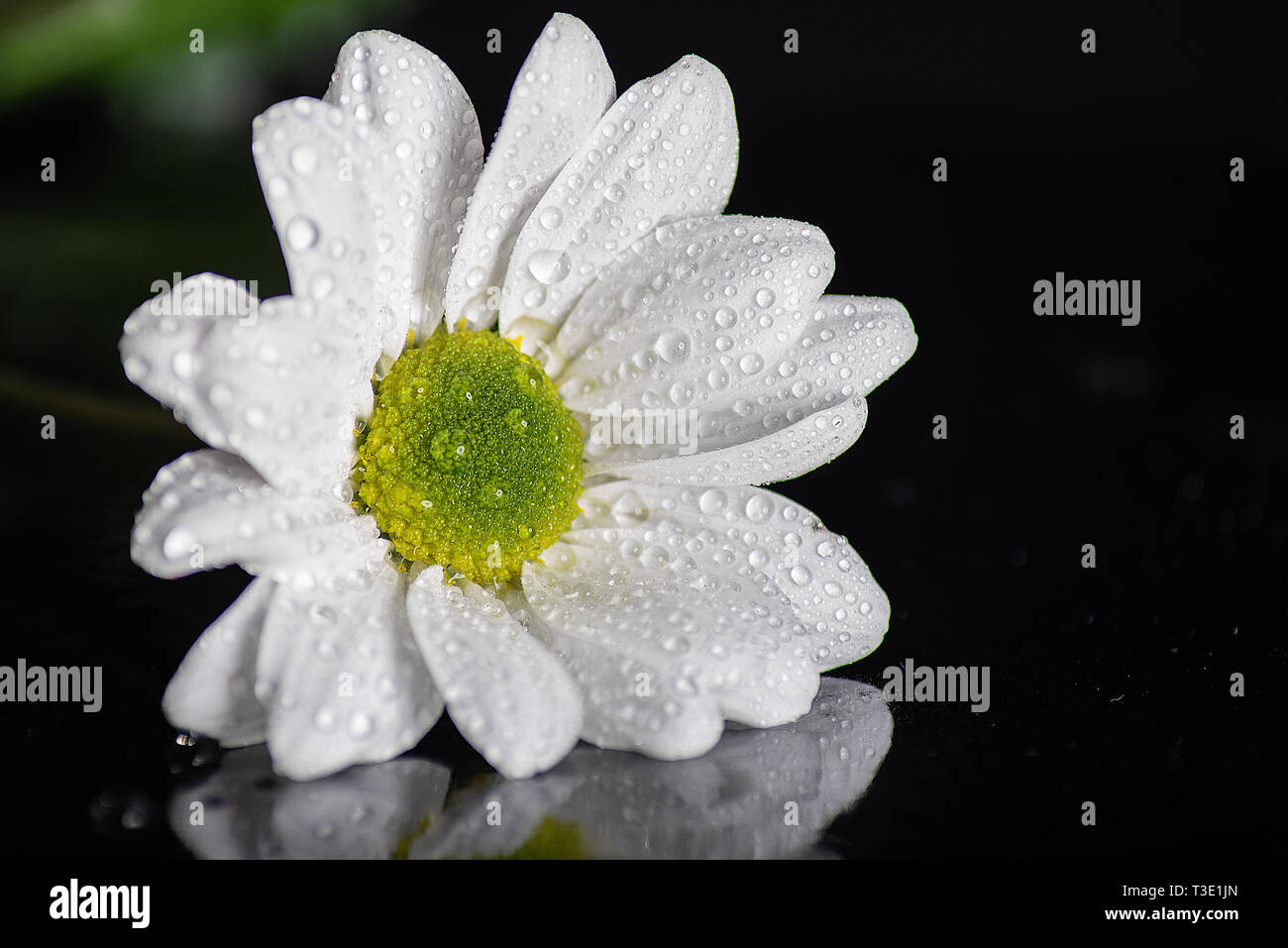 Image of single daisy with black background hi-res stock photography ...