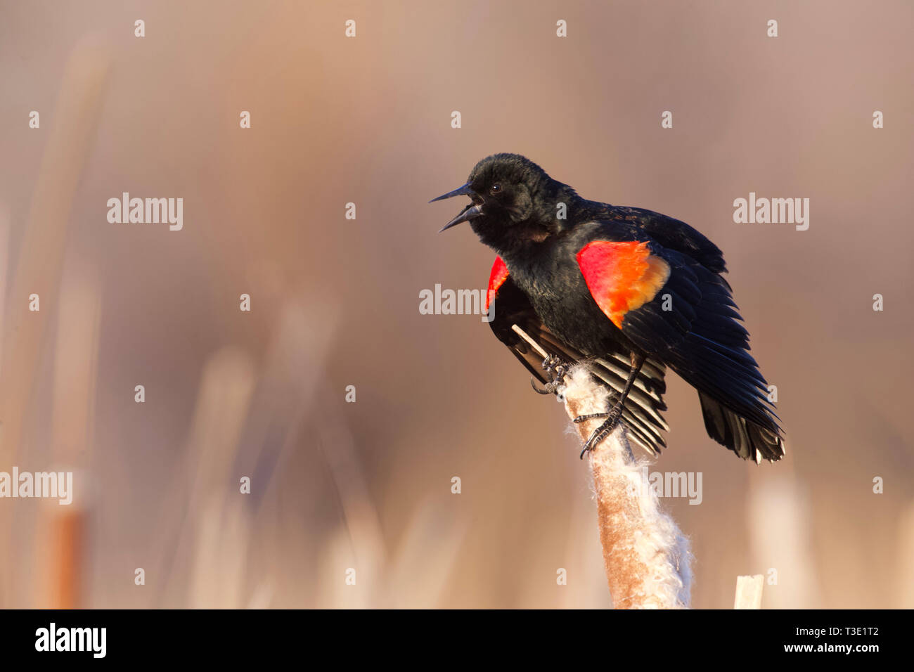 Red-winged Blackbird performing mating display and song on cattails in ...