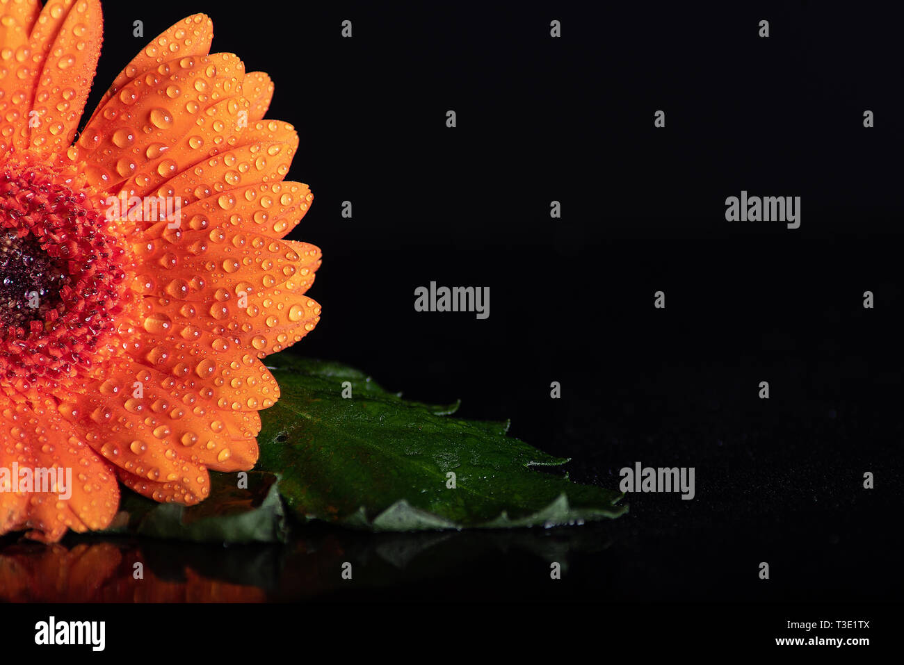 Studio image of a single transvaal daisy covered in water droplets ...