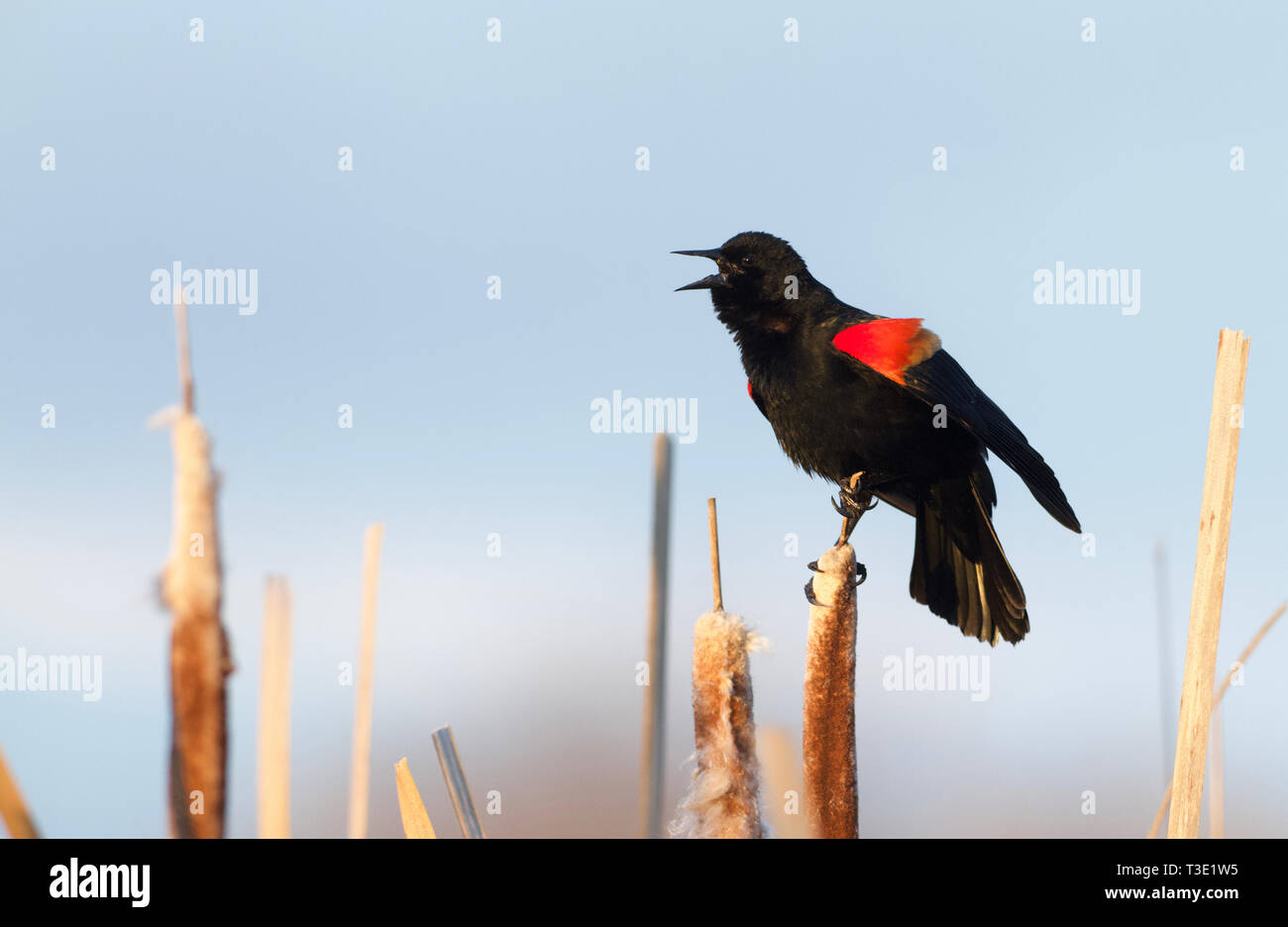 Red-winged Blackbird performing mating display and song on cattails in ...