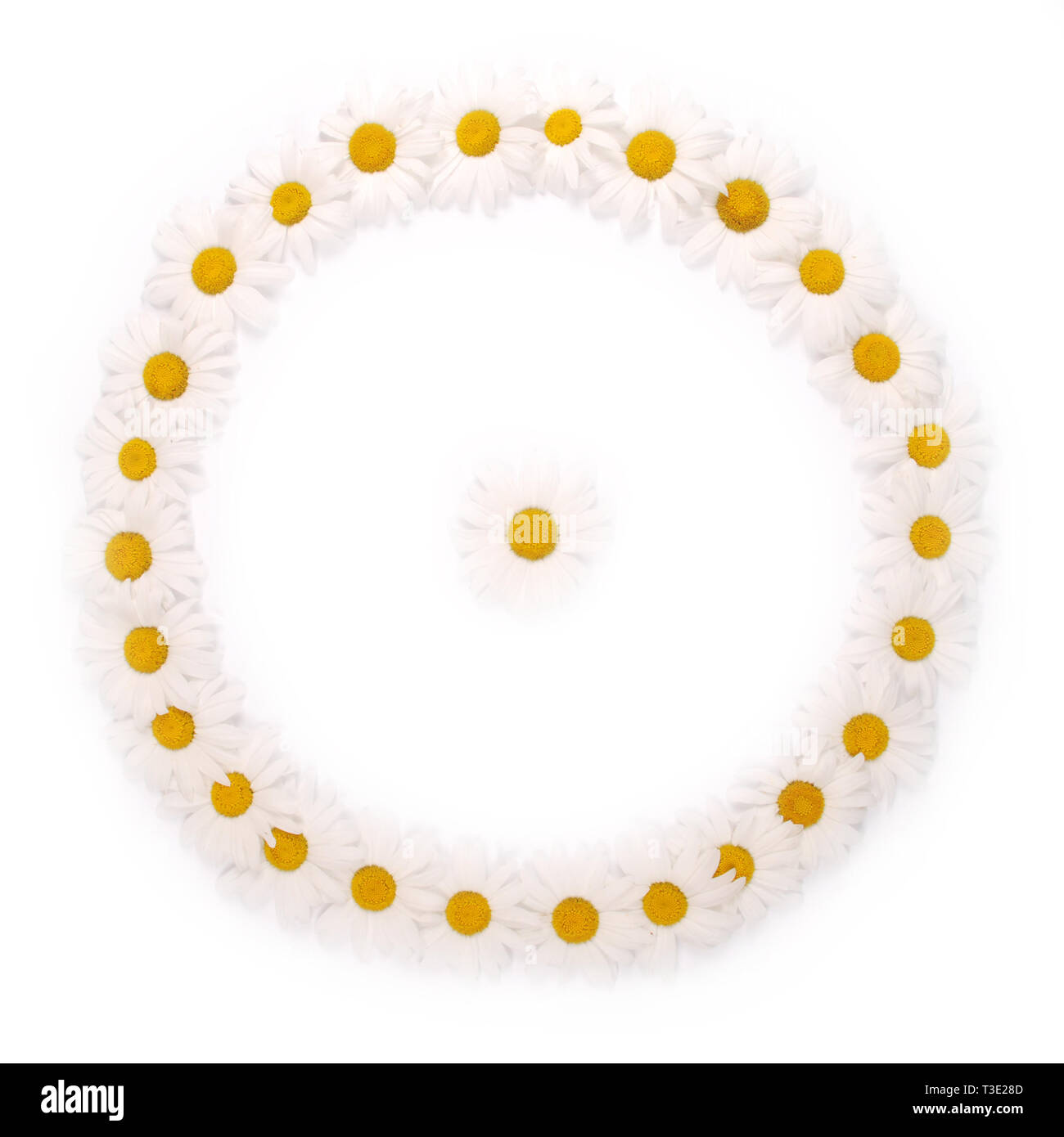 Daisy top view Cut Out Stock Images & Pictures - Alamy
