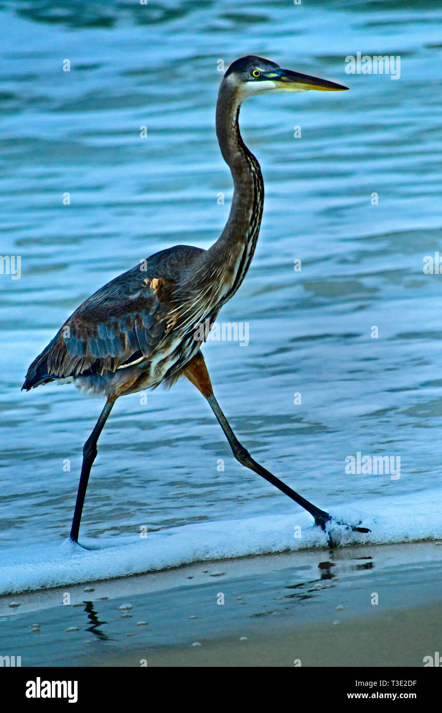A Great Blue Heron runs across the sand on Dauphin Island, Alabama ...