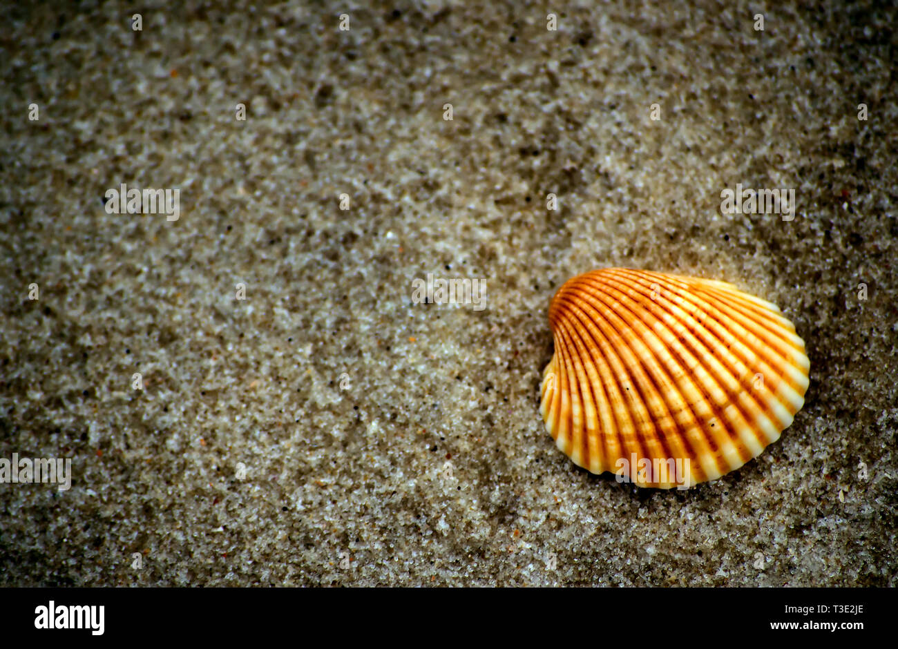 Van hynings cockle shell hi-res stock photography and images - Alamy