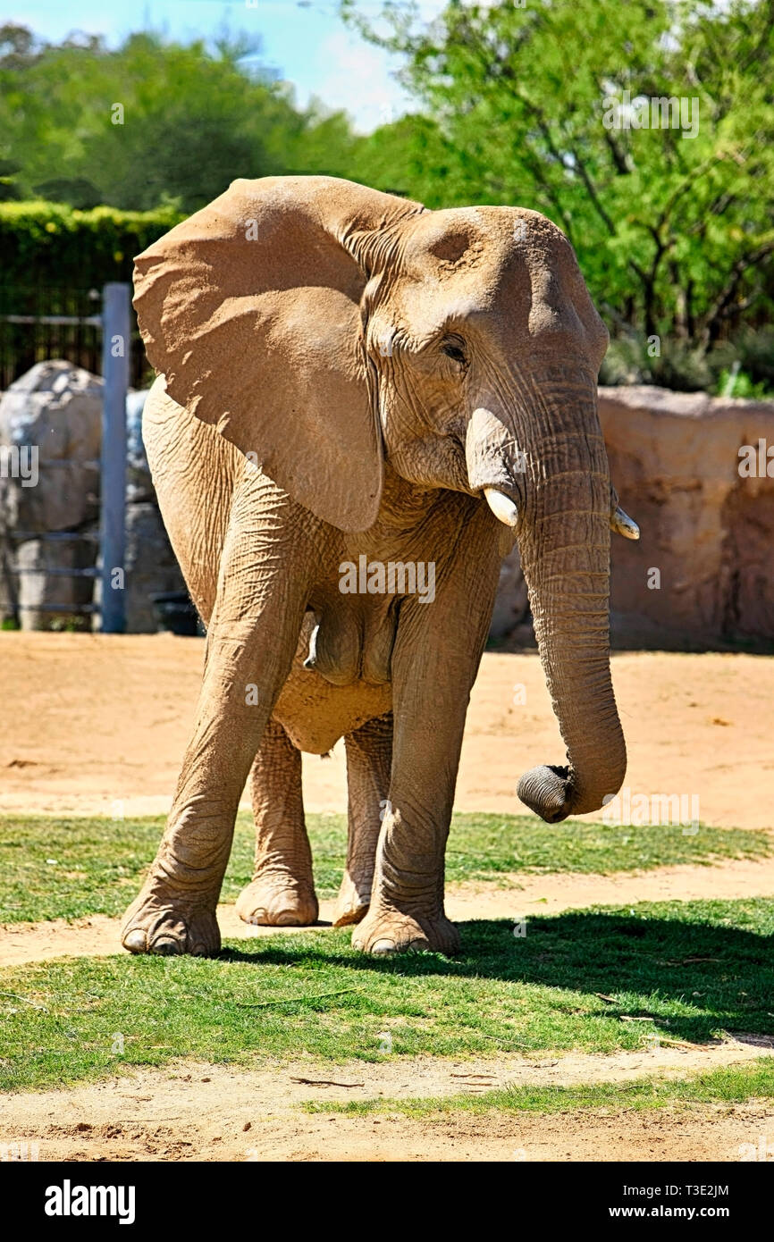 Family of African Elephants at the Reid Park Zoo in Tucson Arizona Stock Photo - Alamy