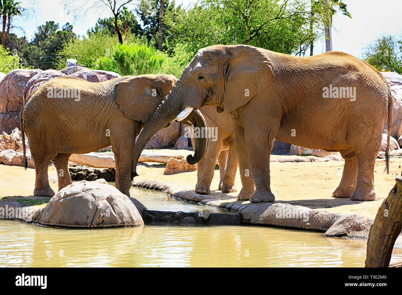 Family of African Elephants at the Reid Park Zoo in Tucson Arizona Stock Photo - Alamy
