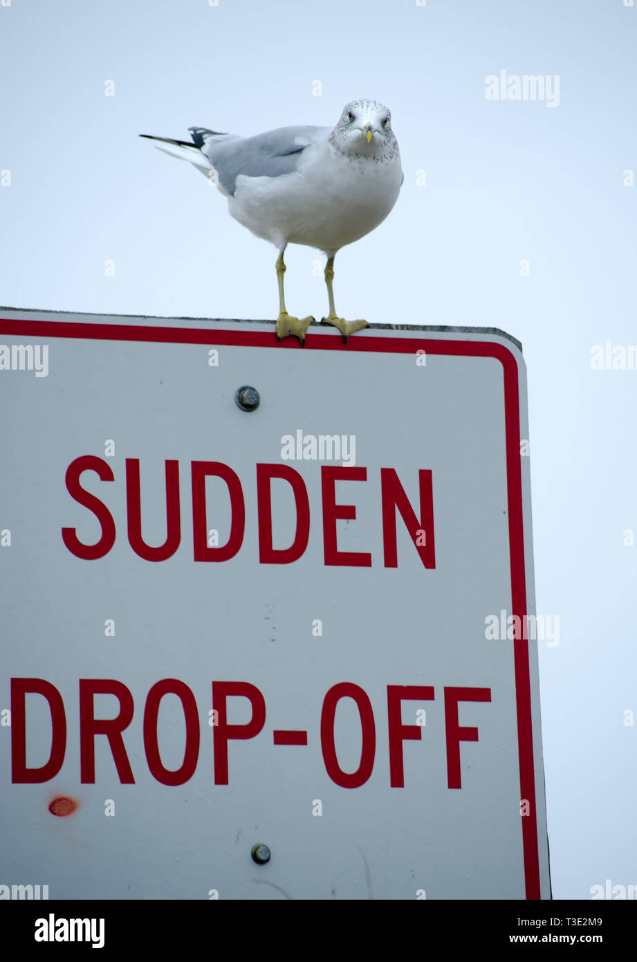 Seagull warning sign hi-res stock photography and images - Alamy