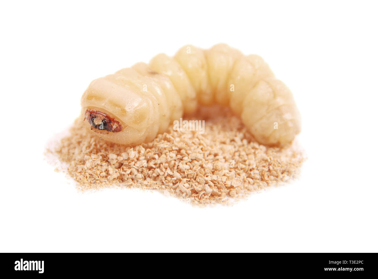 Larva bark beetle (Scolytinae). Larva of Bark beetles legless isolated ...