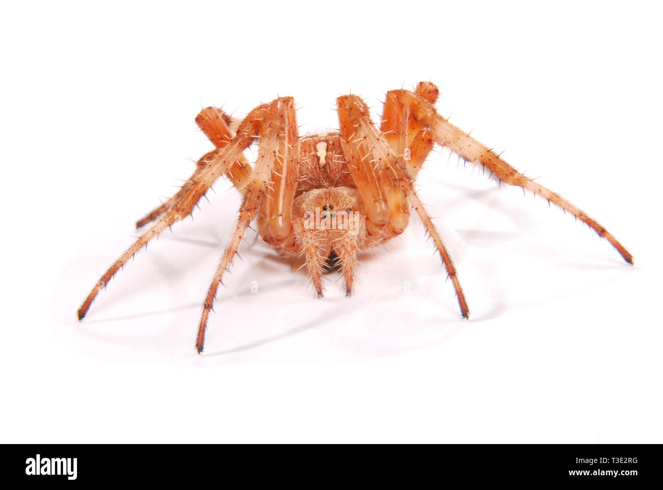 Female spider crusader hi-res stock photography and images - Alamy