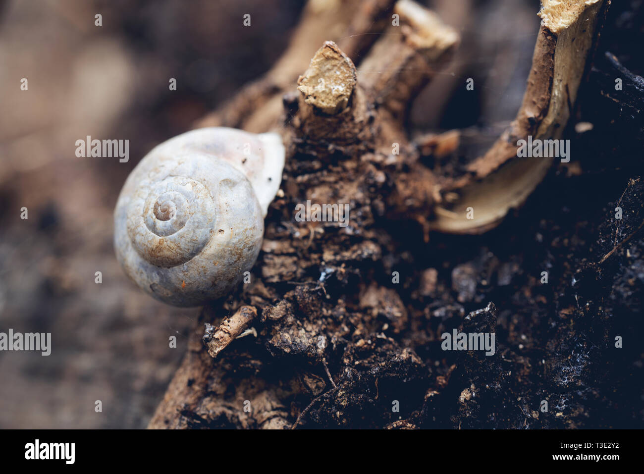 Tree snail hi-res stock photography and images - Alamy