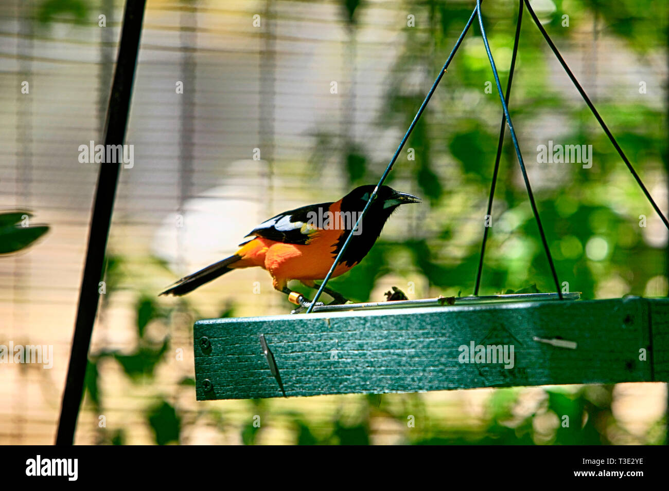 Troupial (Icterus Icterus bird on a feeding table at Reid Park Zoo in ...