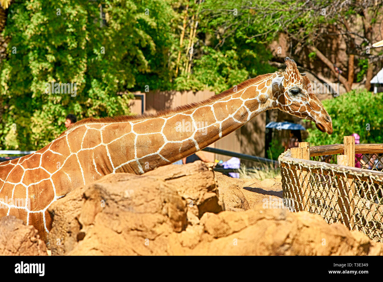 Animals at reid park zoo hi-res stock photography and images - Alamy