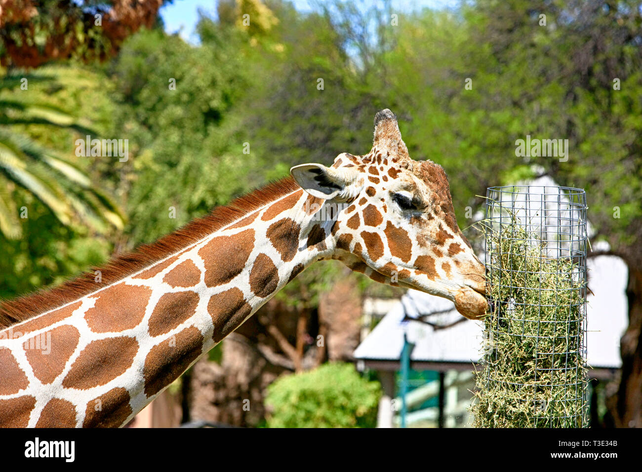 Animals at reid park zoo hi-res stock photography and images - Alamy