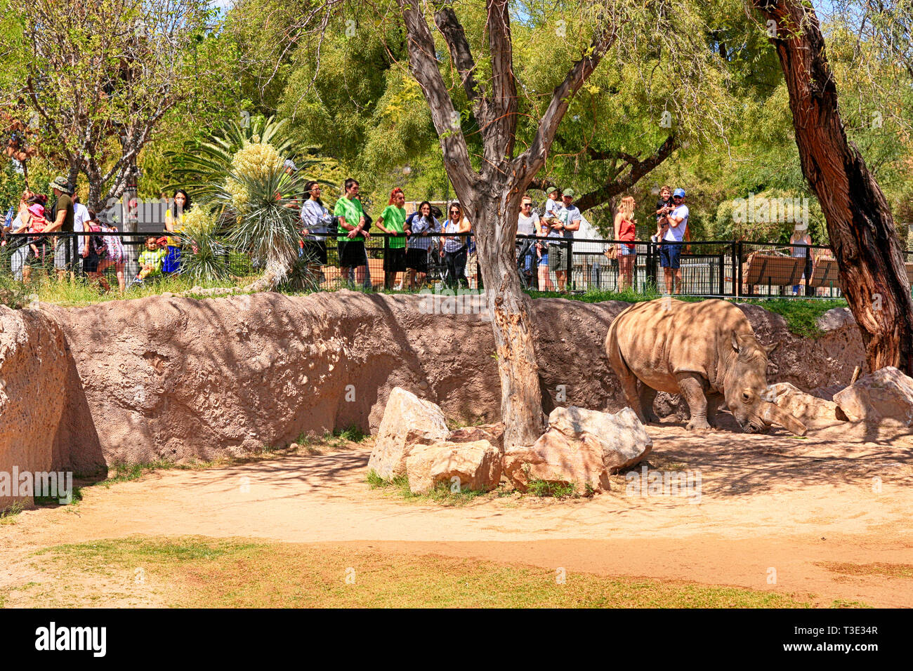 People watching a White Rhino at Reid Park Zoo in Tucson, AZ Stock ...