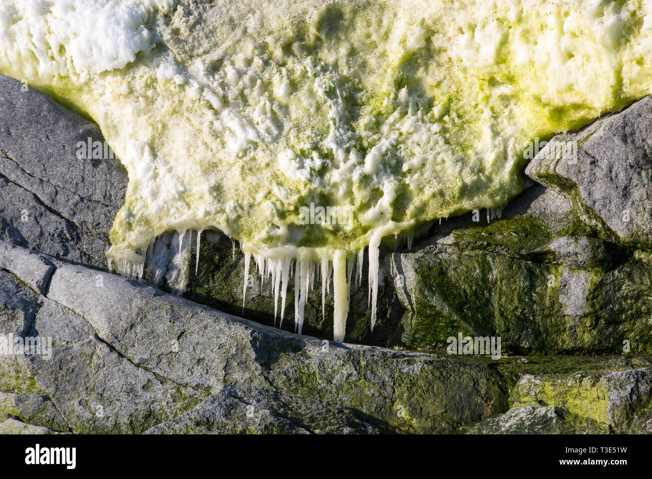 Ice algae hi-res stock photography and images - Alamy