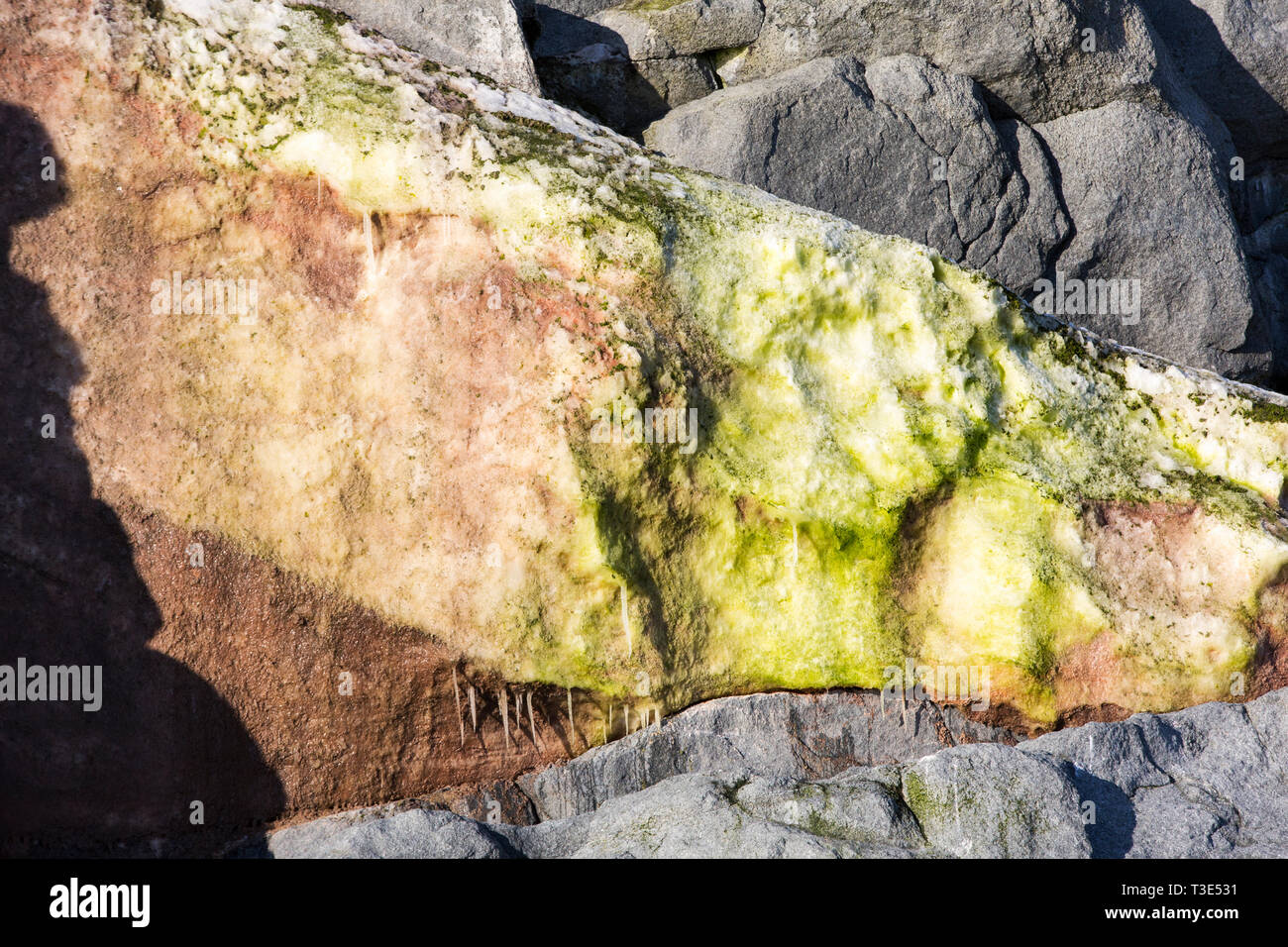 Algae in ice on Heroina Island, Weddell Sea, Antarctica Stock Photo - Alamy