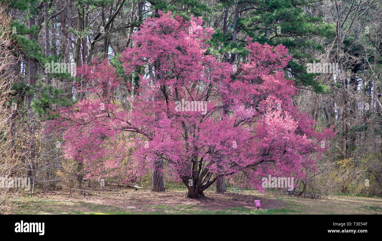 Flowering cherry tree 'Okame', No 19 on the flowering cherry self ...