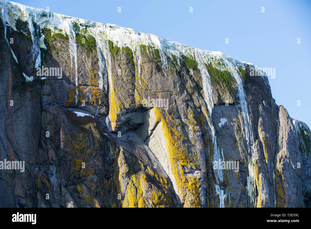 Algae in ice on Heroina Island, Weddell Sea, Antarctica Stock Photo - Alamy