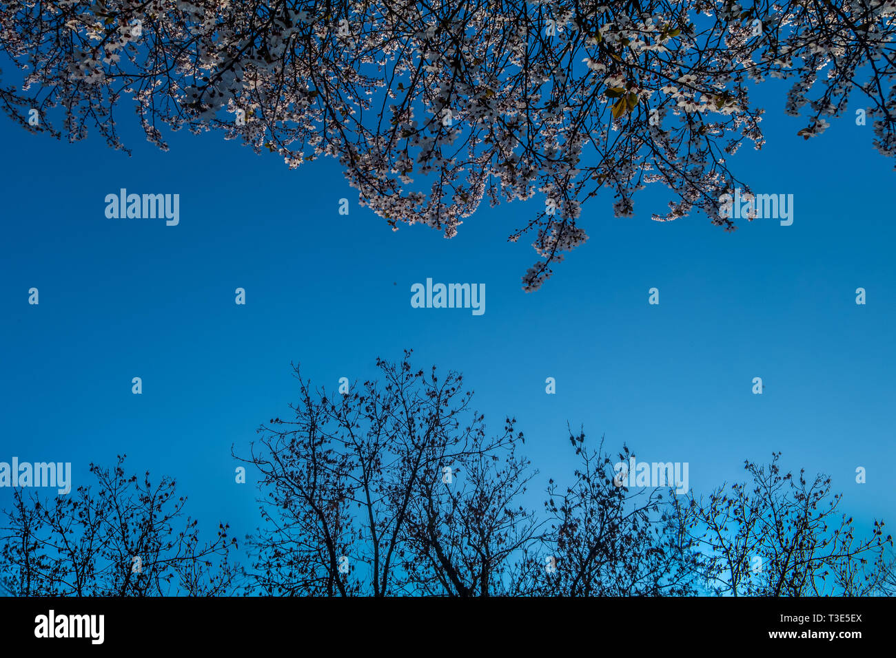 The tree opposite the blue sky, the details of the branches that are ...