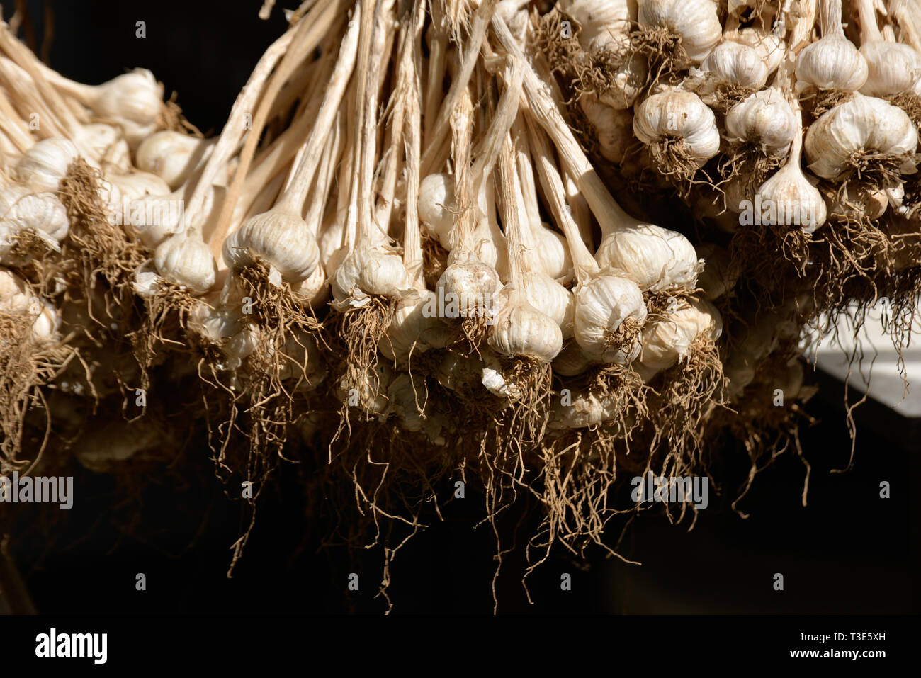 Garlic hanging to dry hi-res stock photography and images - Alamy