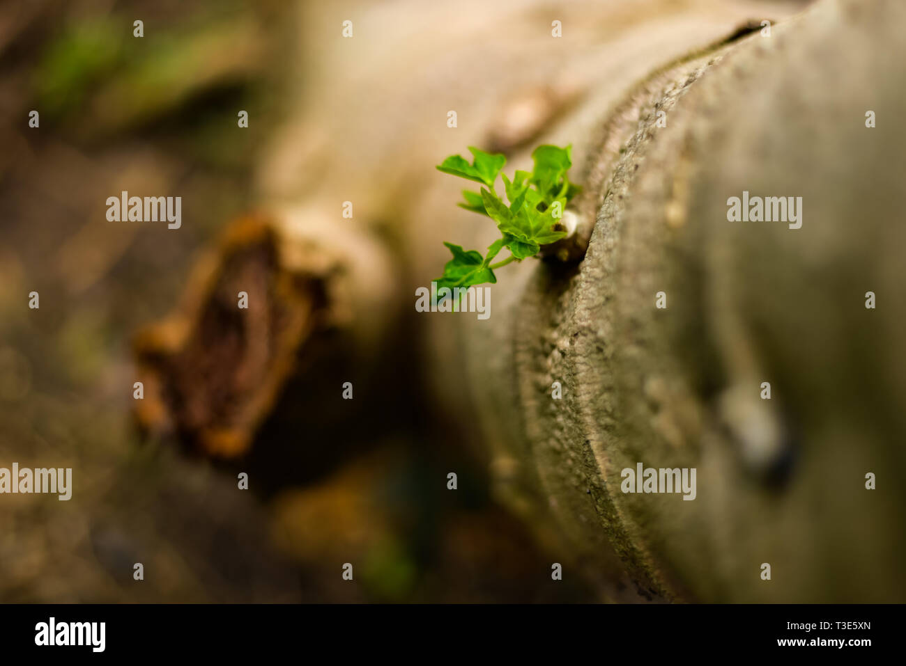 Dead tree with new growing tree hi-res stock photography and images - Alamy