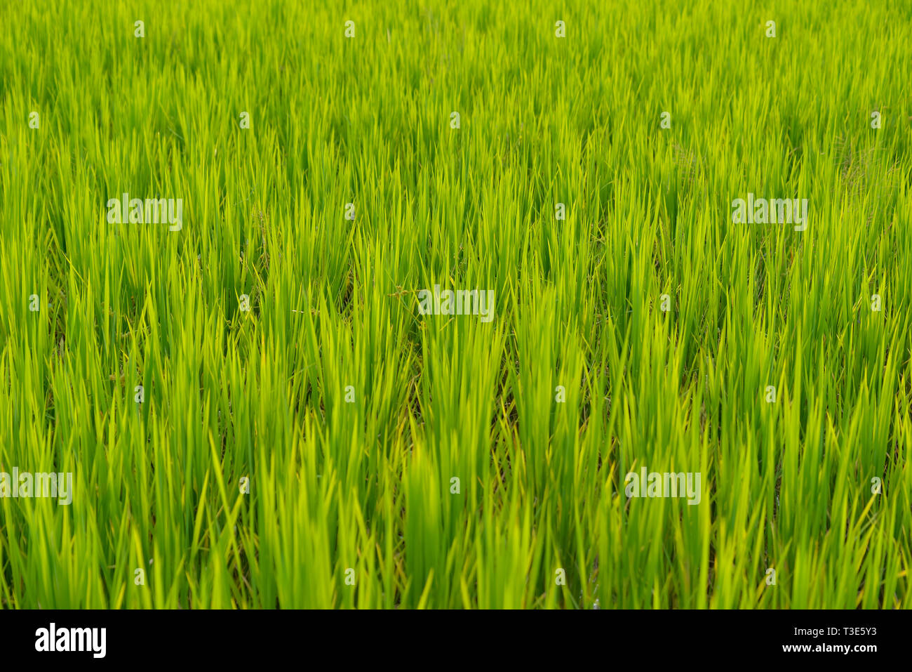 The background of rice hi-res stock photography and images - Alamy