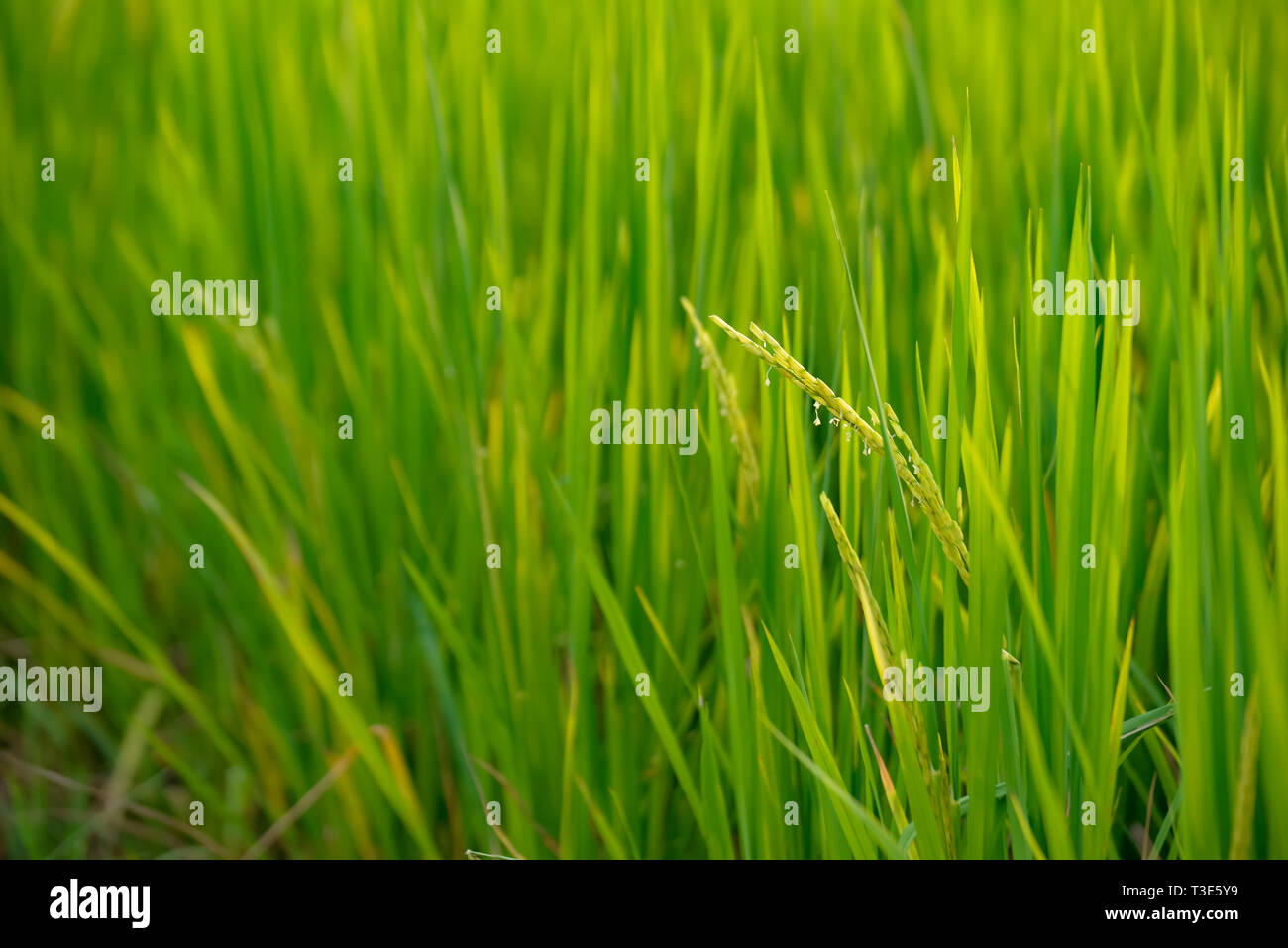 The background of rice hi-res stock photography and images - Alamy
