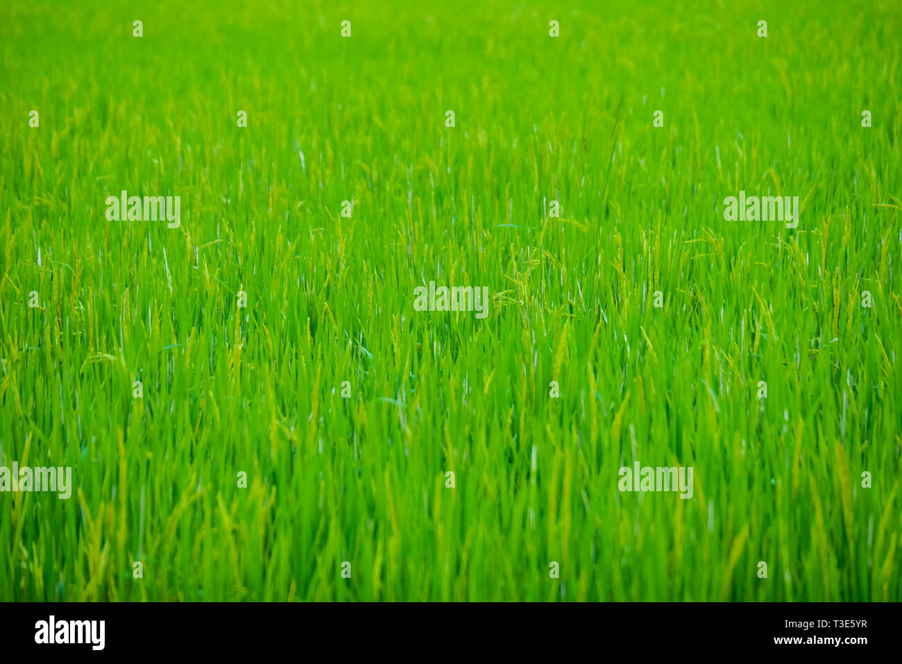 The background of rice hi-res stock photography and images - Alamy