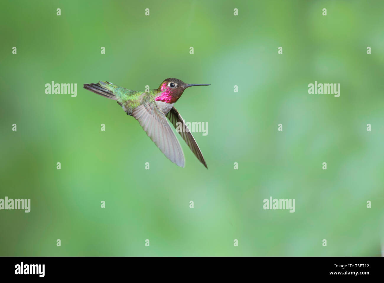 Hummingbird anna insect hi-res stock photography and images - Alamy