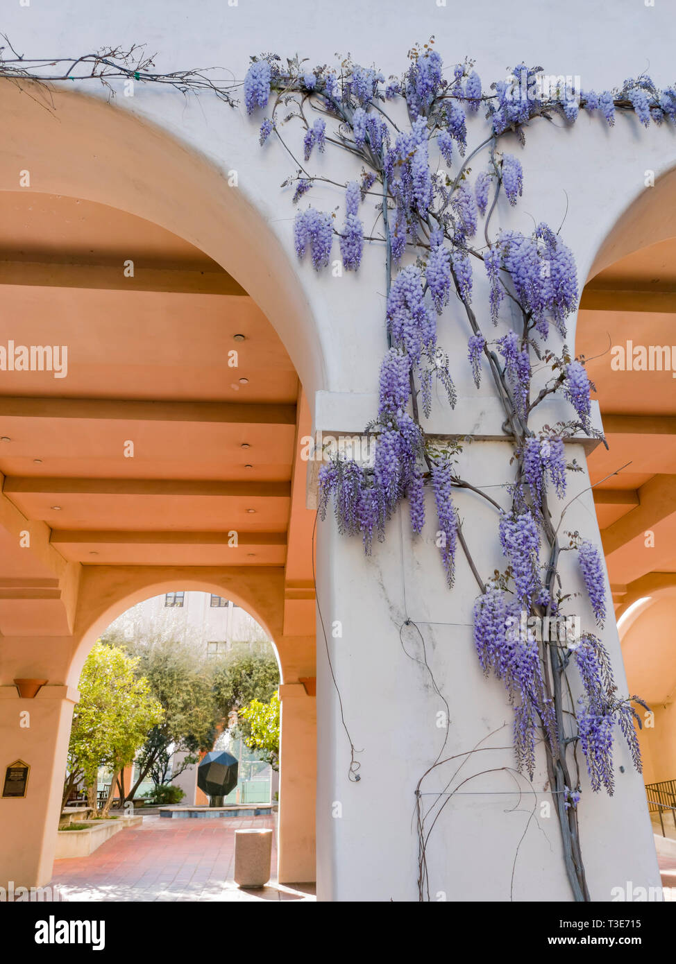 Los Angeles, MAY 24: Exterior view of wisteria flower blossom on ...