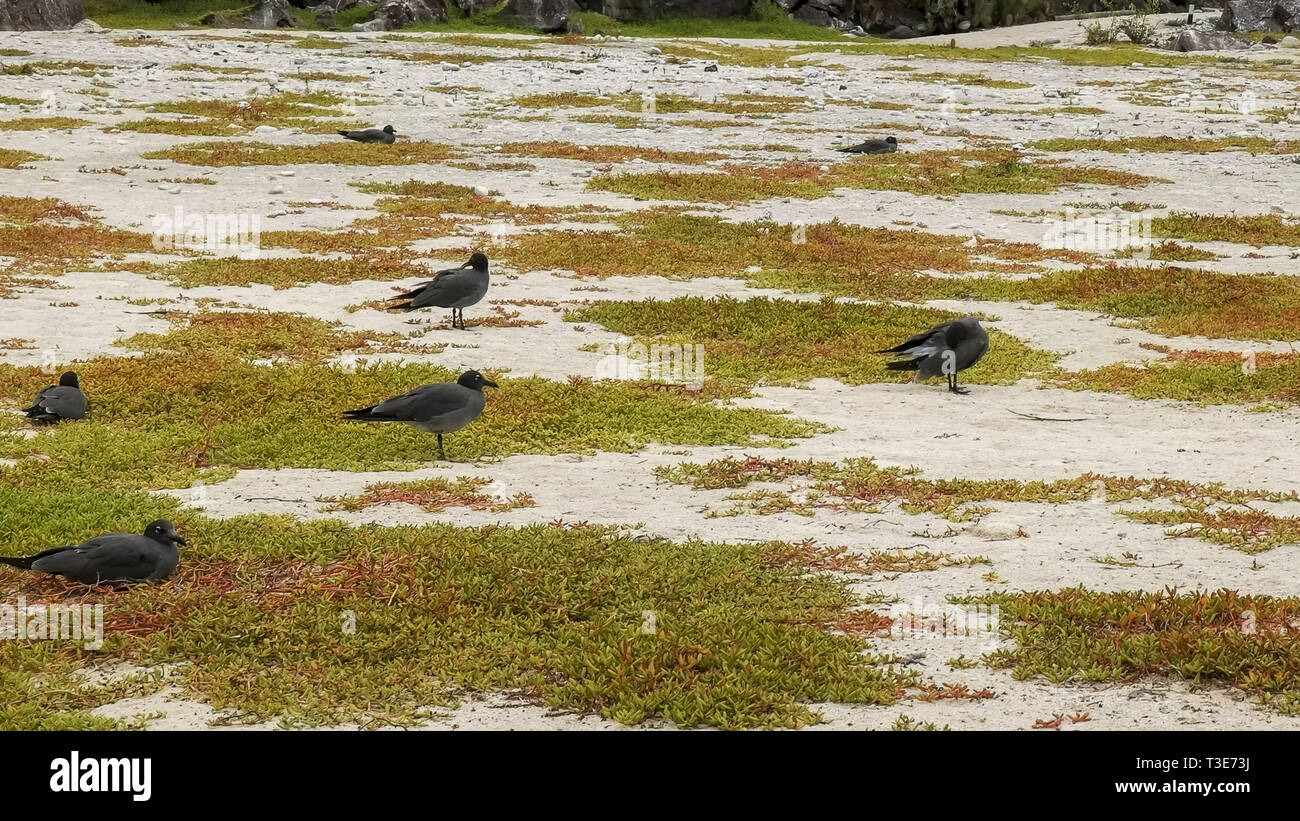 lava gulls nesting on a beach on isla genovesa in the galapagos Stock ...