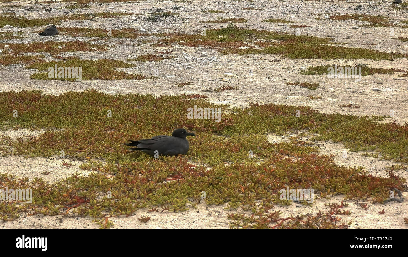 lava gull nesting on a beach at isla genovesa, galapagos islands Stock ...