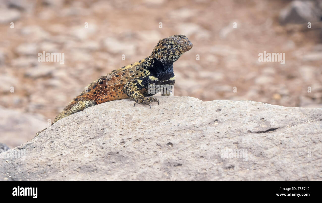 Lizard front face hi-res stock photography and images - Alamy