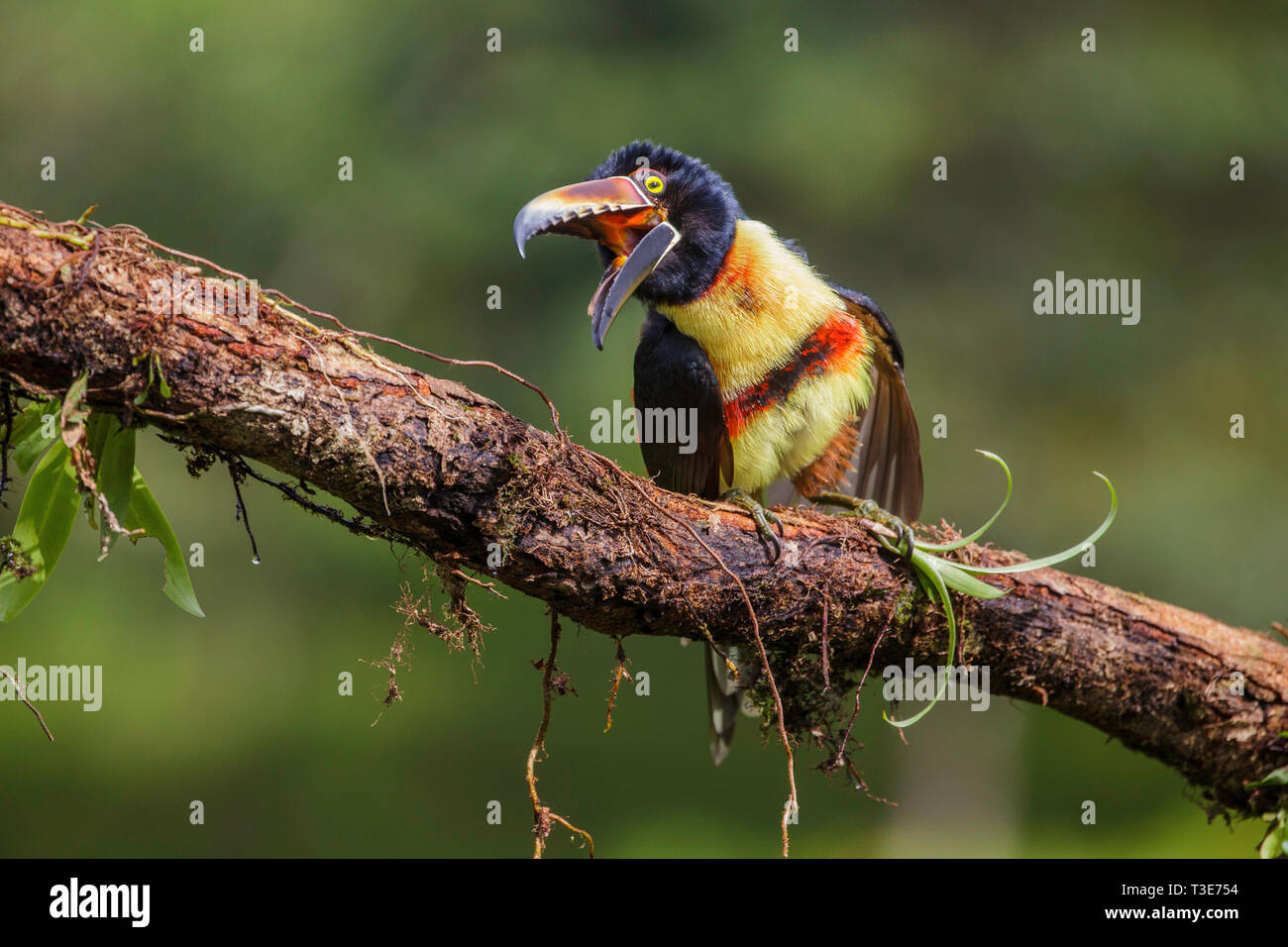 Collared Aracari Pteroglossus torquatus Pityal, Alajuela Province ...