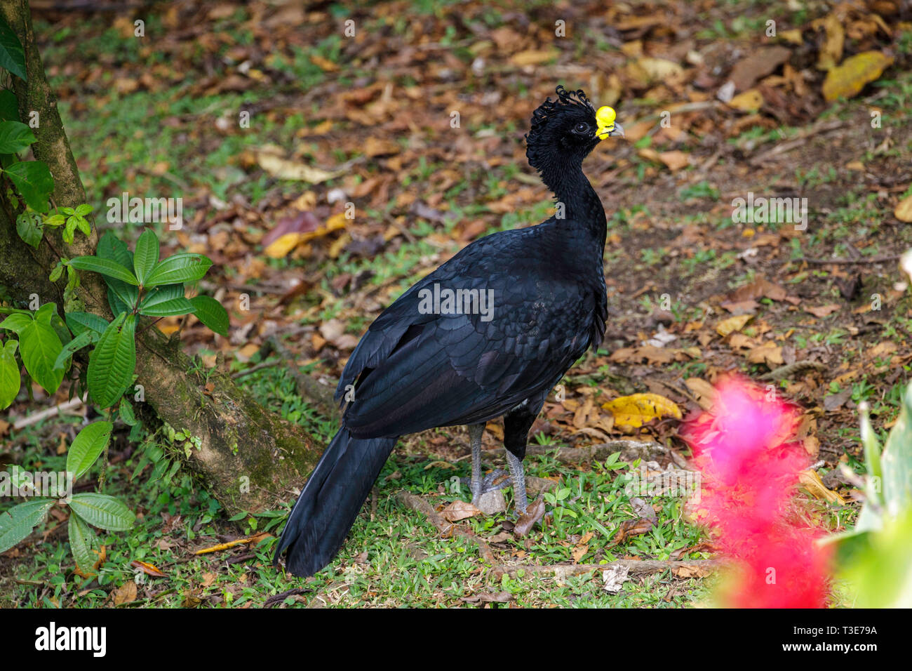 Great Curassow Crax rubra Arenal Observatory Lodge, Alajuela Province ...