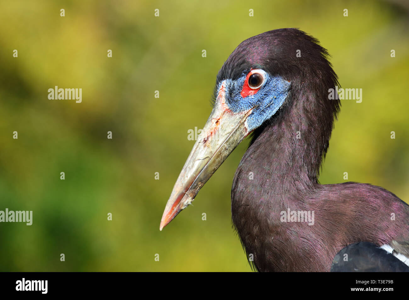 Abdimstorch / Abdim's stork / Ciconia abdimii Stock Photo - Alamy