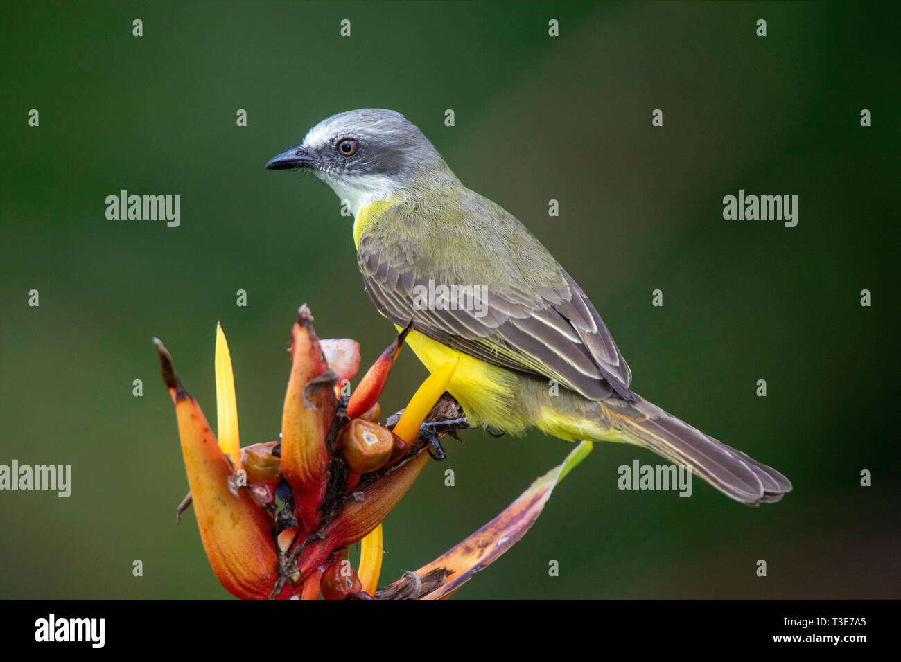 Grey-capped Flycatcher Myiozetetes granadensis Arenal Observatory Lodge ...