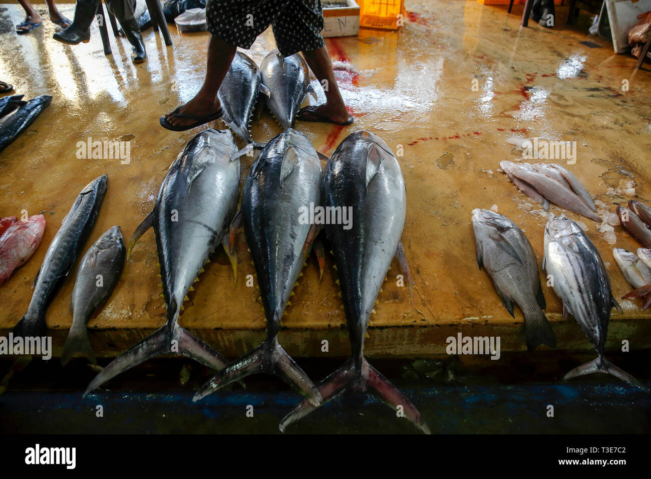 Central fish market in Colombo, Sri Lanka Stock Photo - Alamy