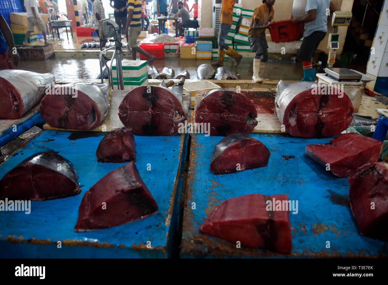 Central fish market in Colombo, Sri Lanka Stock Photo - Alamy