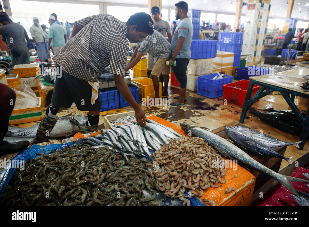 Tin Fish Factory In Sri Lanka at Eric Phillips blog