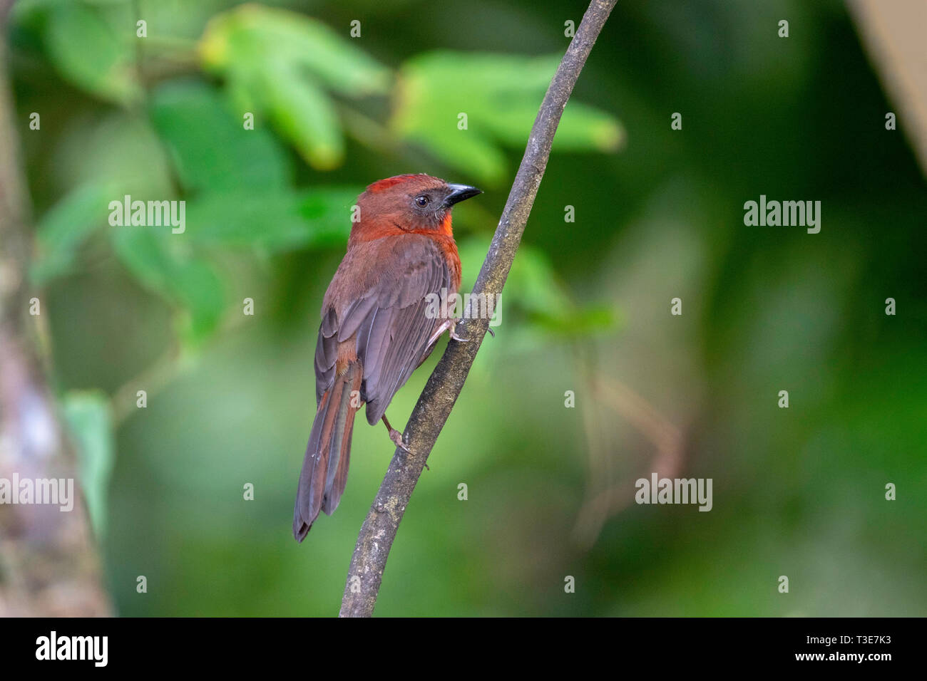 Red-throated Ant-Tanager Habia fuscicauda Sarapiqui, Alajuela Province ...