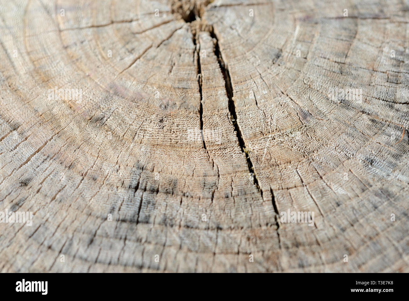 Tree cut trunk texture close up. Wooden background Stock Photo - Alamy
